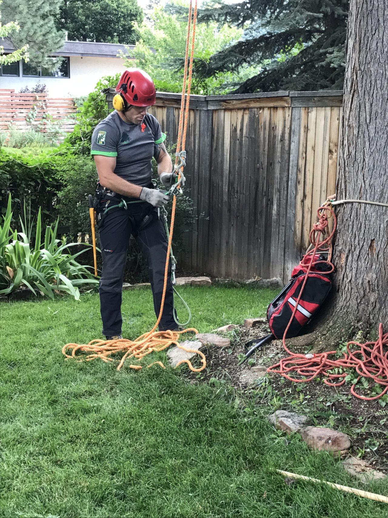 Why Hire an ISA Certified Arborist - TLC Tree Expert