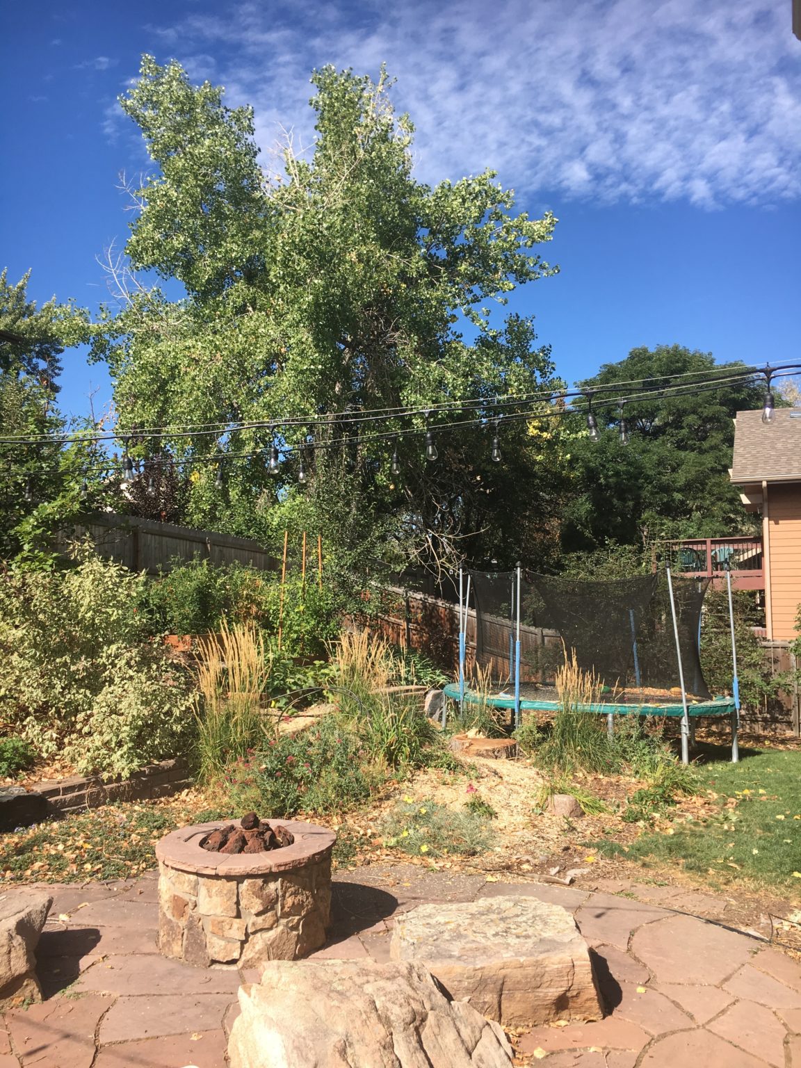 Tree Preservation Management Plans Help Protect Property