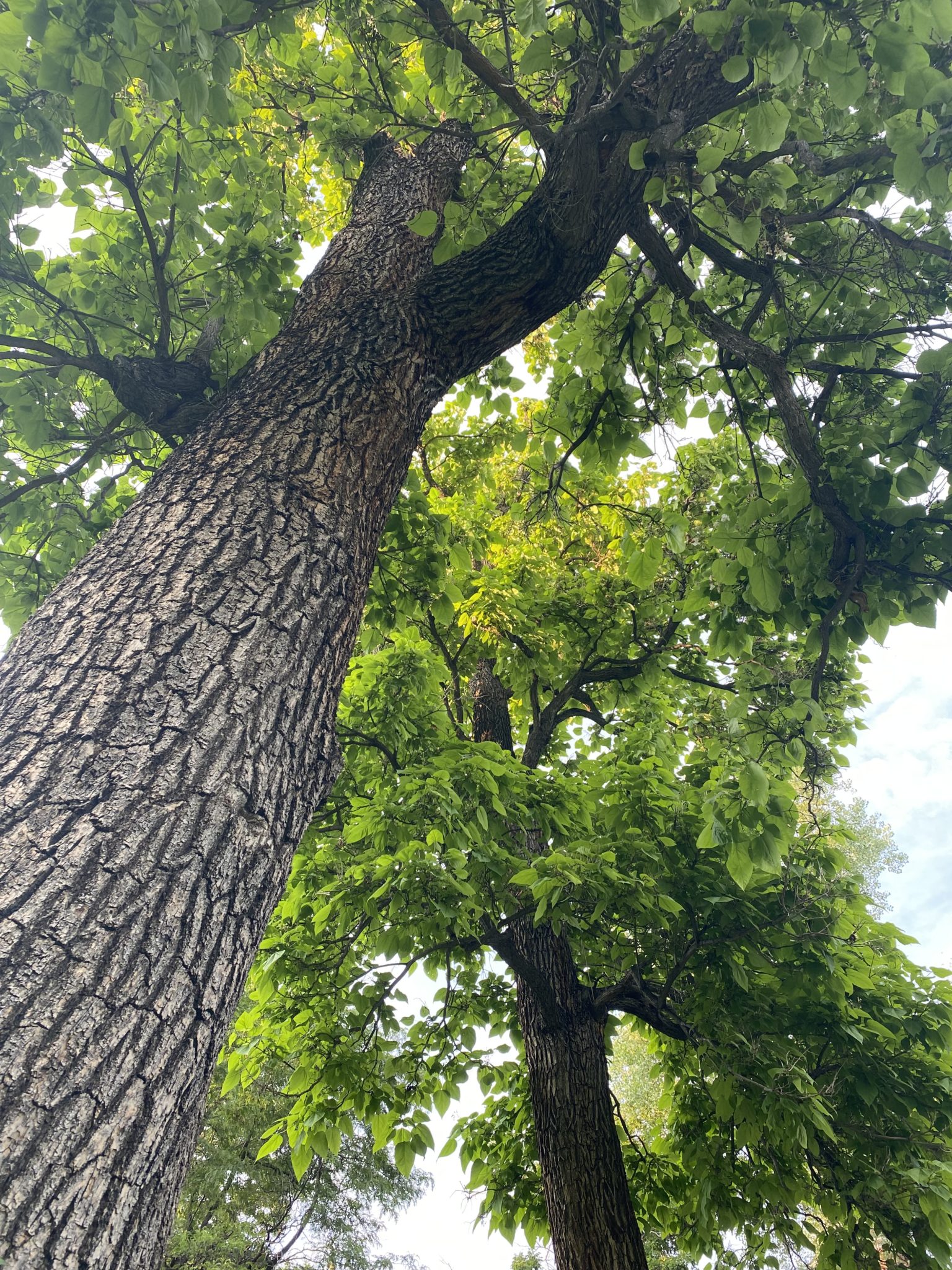 Tree Preservation Management Plans Help Protect Property