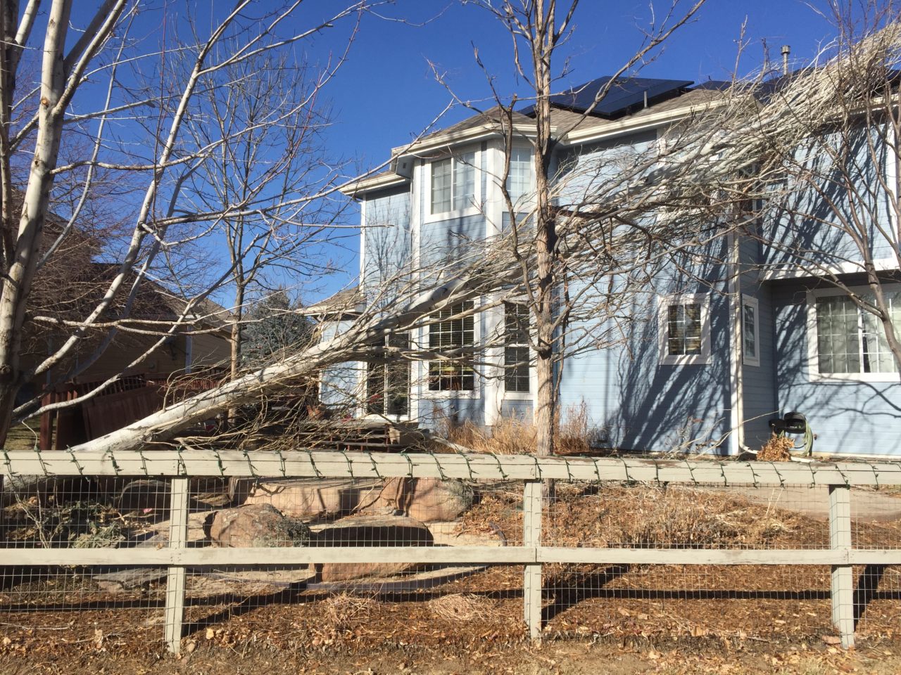 Tree Preservation Management Plans Help Protect Property